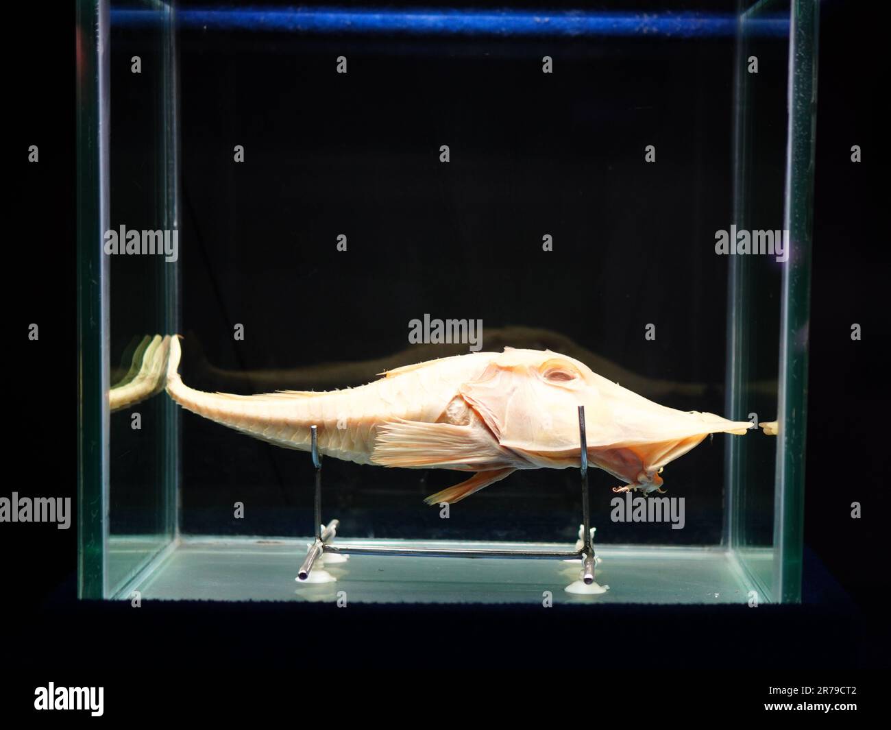 captivating image of a preserved robust armored searobin fish in an ...