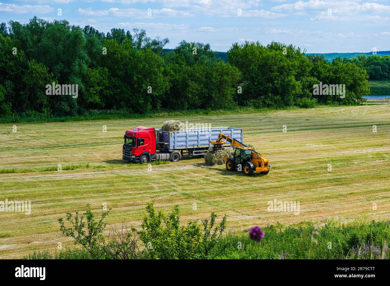 A ranch worker moving bales of hay with a farm tractor on a ranch Stock ...