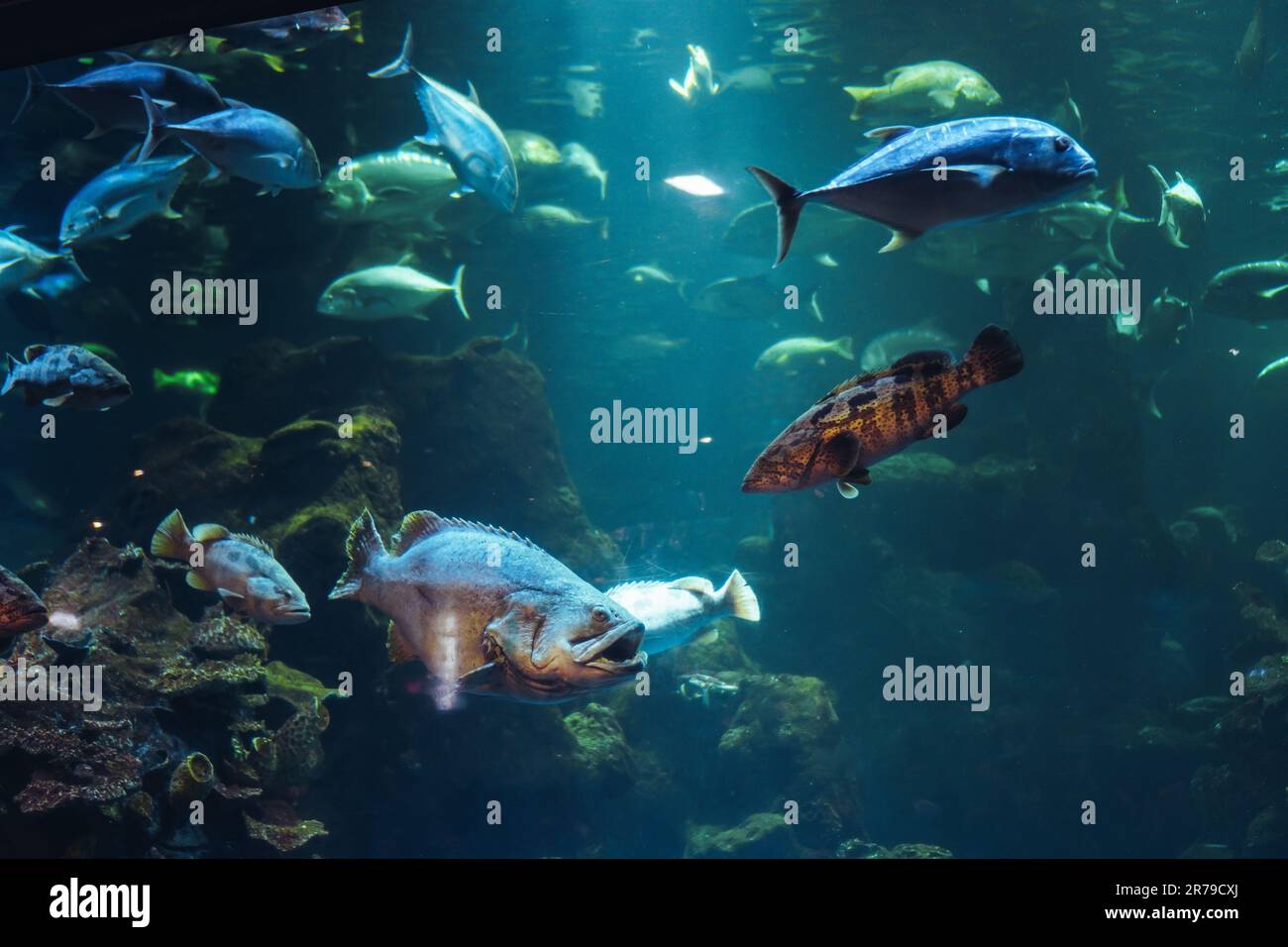 various species of fish swimming together in a colossal aquarium Stock ...