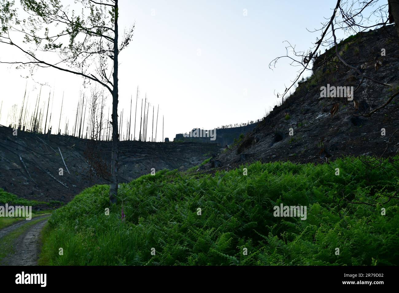 burnt forest black destruction nature trees coal environment Stock ...