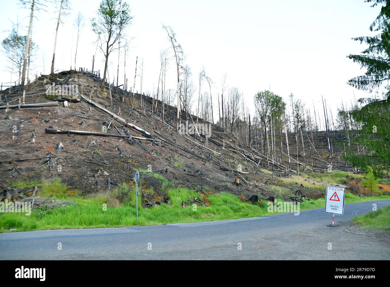 burnt forest black destruction nature trees coal environment Stock ...