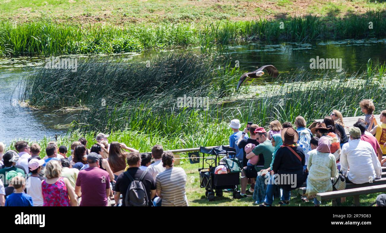 Falconry display at Warwick Castle grounds in Warwickshire, England,UK ...