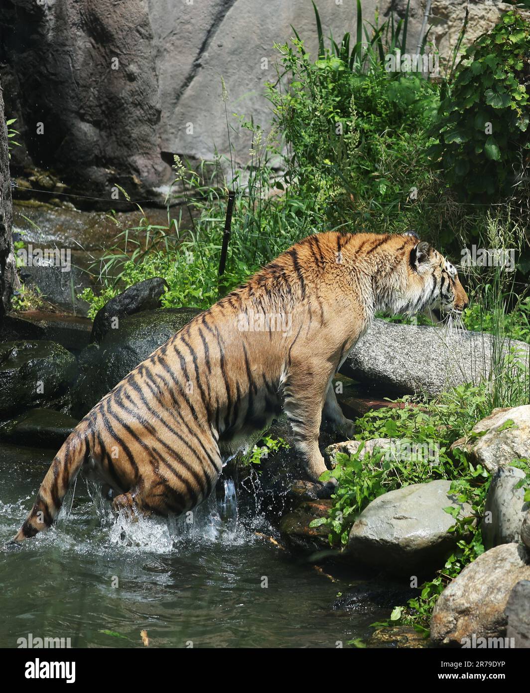 14th June, 2023. Hot weather in S. Korea A Siberian tiger comes out of ...