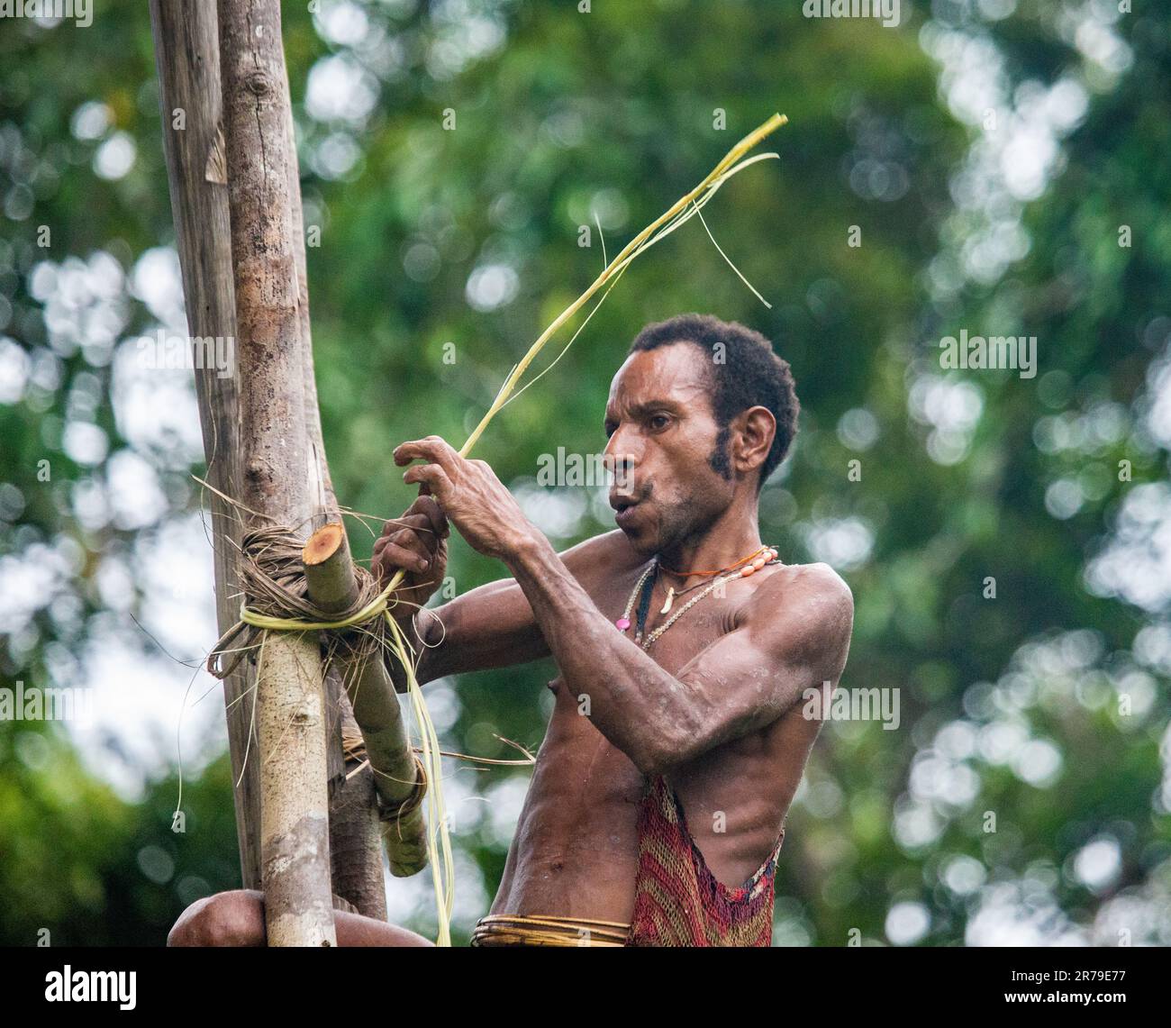 Man of the Korovai tribe is building a traditional house in the jungle ...