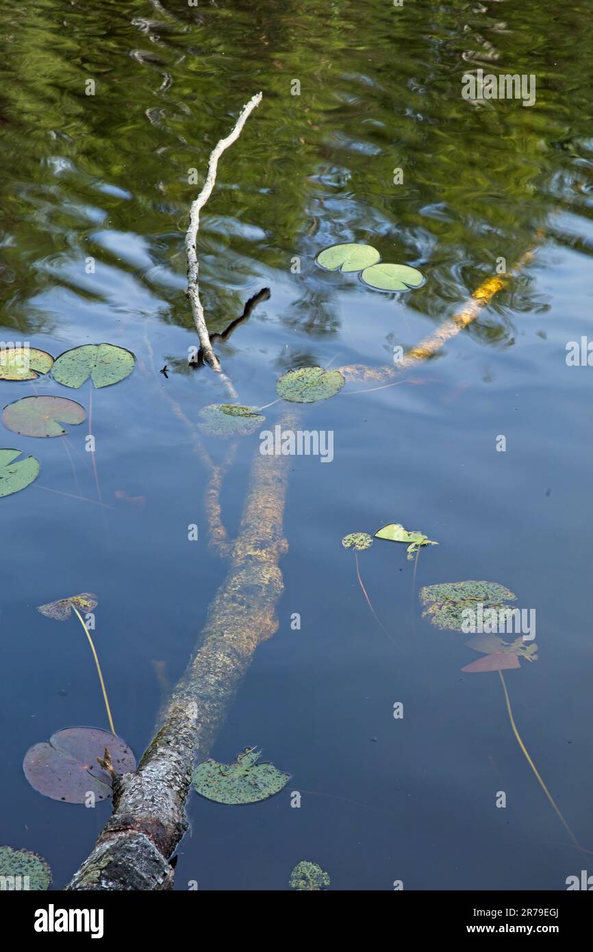 Single tree fallen into water of a forest lake with reflection on water ...