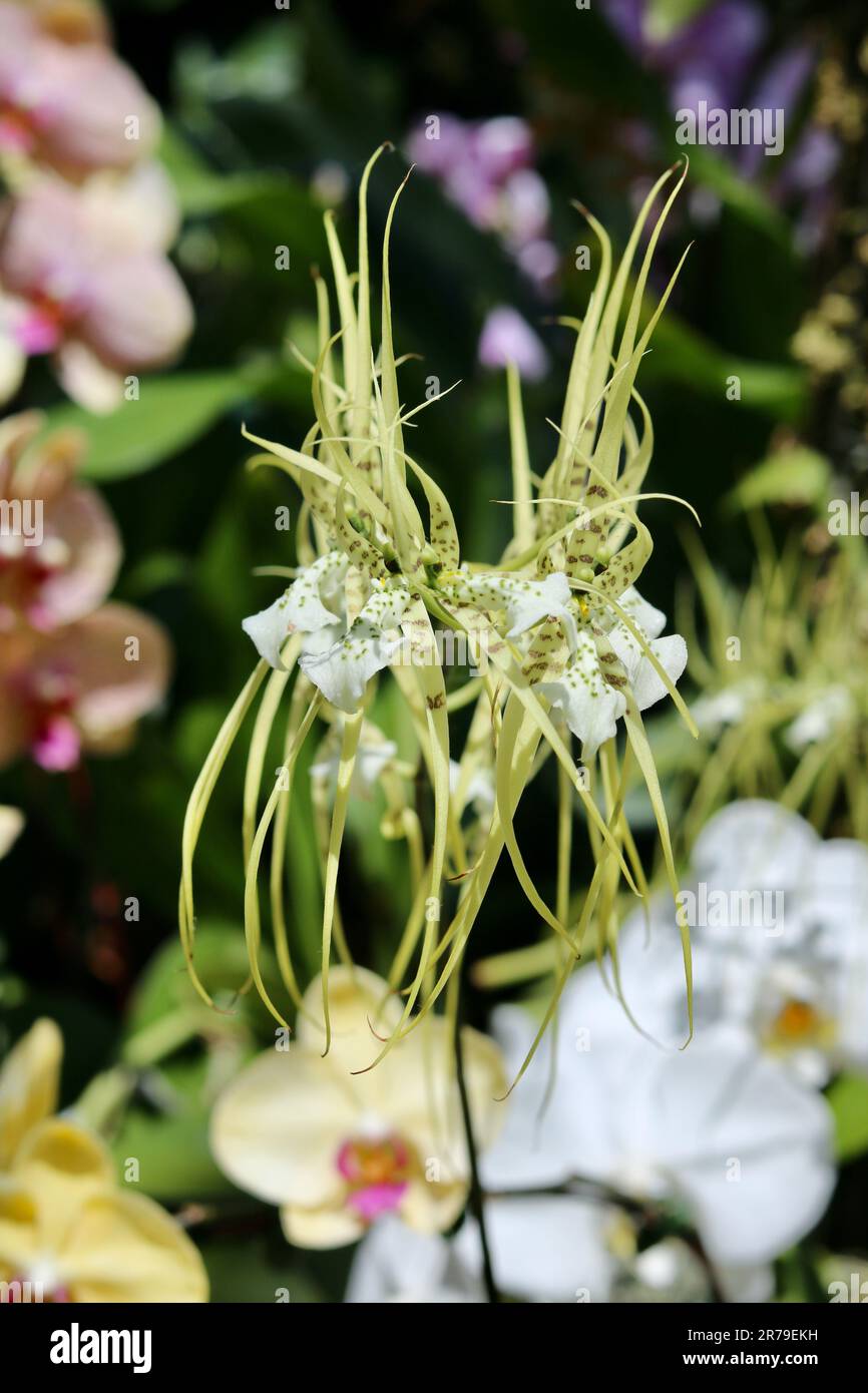 Spindly plants hi-res stock photography and images - Alamy