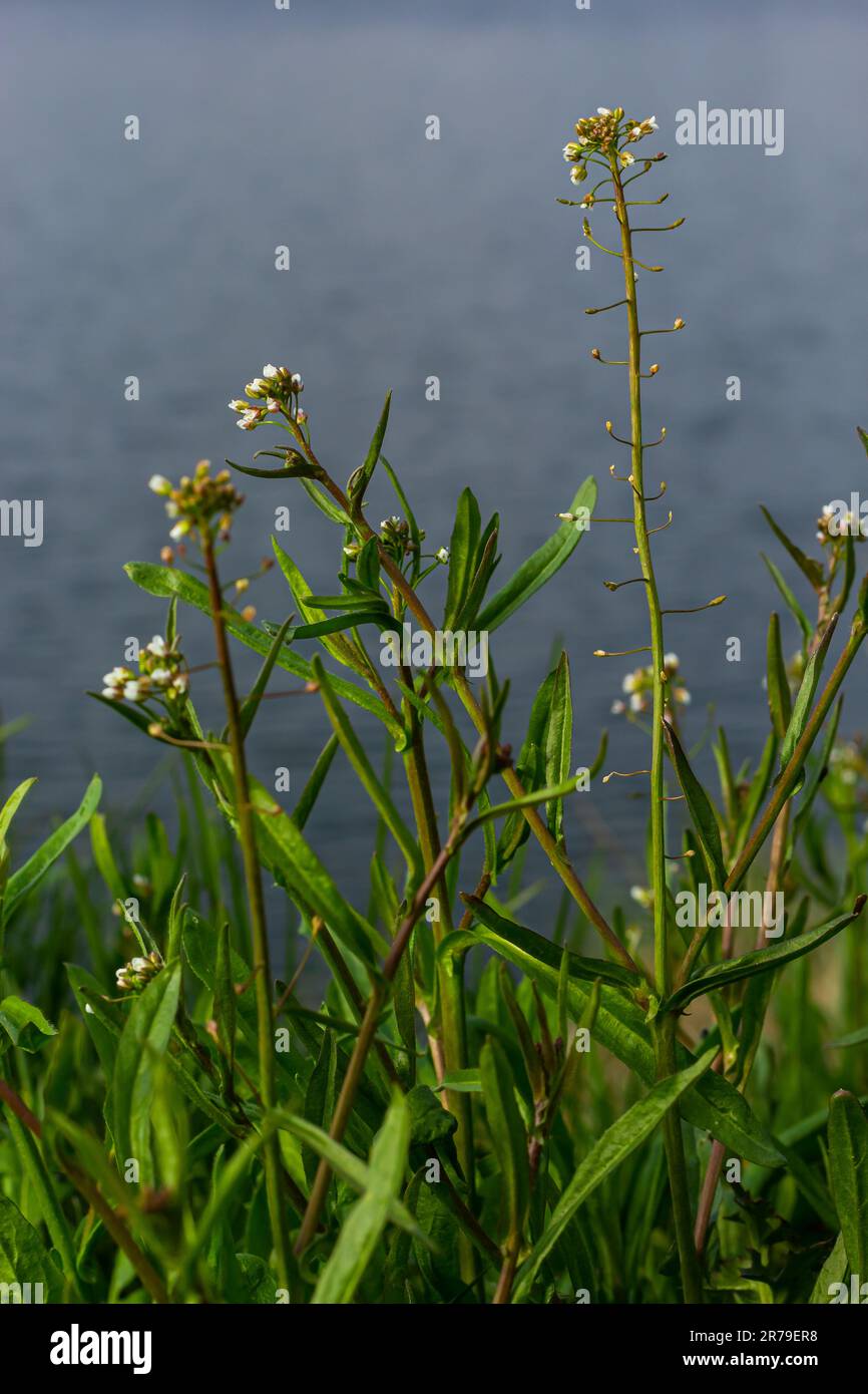 Capsella bursa-pastoris, known as shepherd's bag. Widespread and common ...
