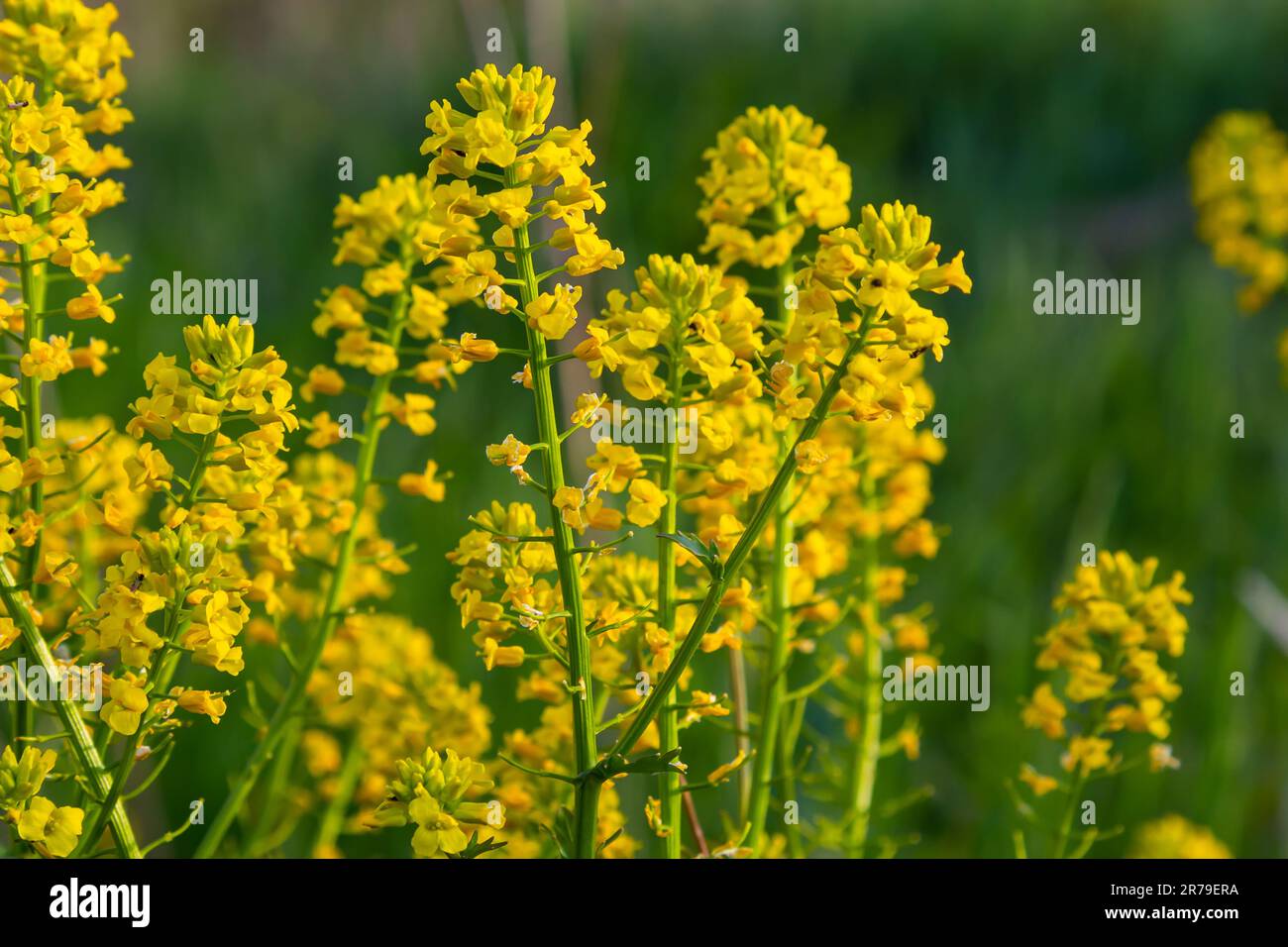 the Close up of Wintercress Barbarea vulgaris Brassicaceae. Selective ...