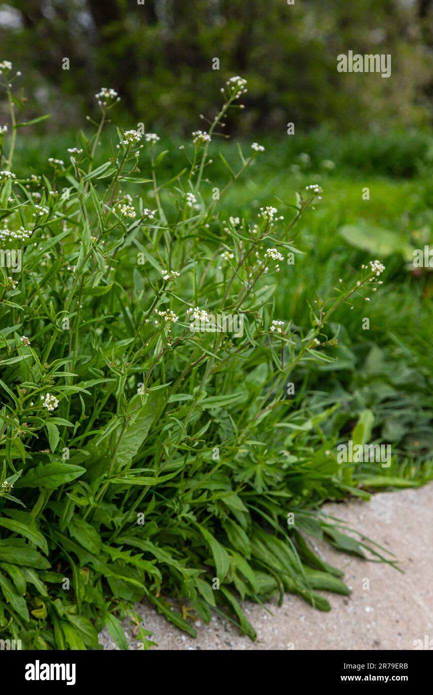 Capsella bursa-pastoris, known as shepherd's bag. Widespread and common ...