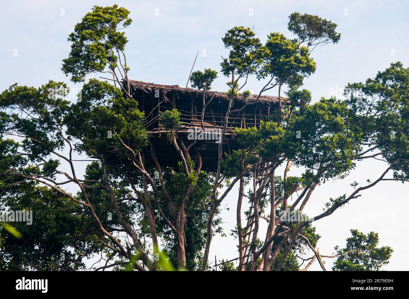 Korowai tree house hi-res stock photography and images - Alamy
