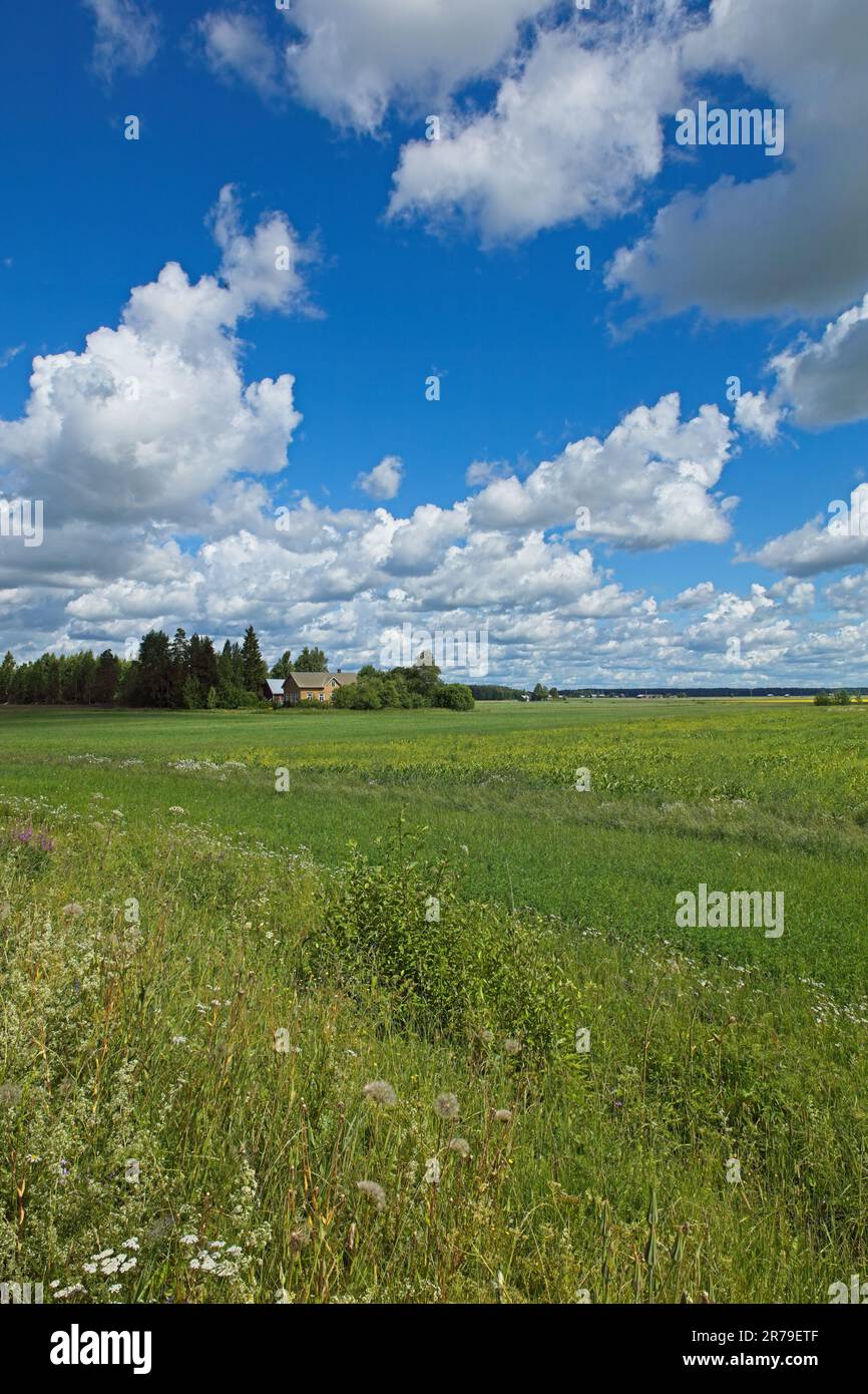 Scenic field view in summer Stock Photo - Alamy