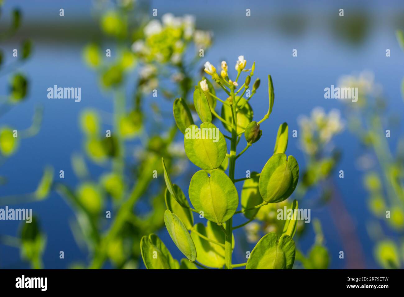 Field pennycress, Thlaspi arvense is an edible plant used in salads ...