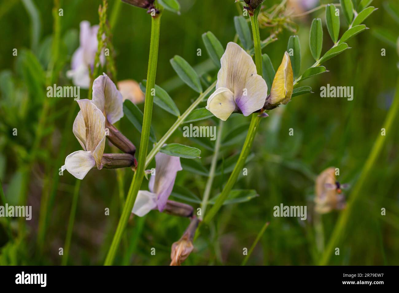 A large yellow vetch or big flower vetch. Vicia grandiflora. Wild plant ...
