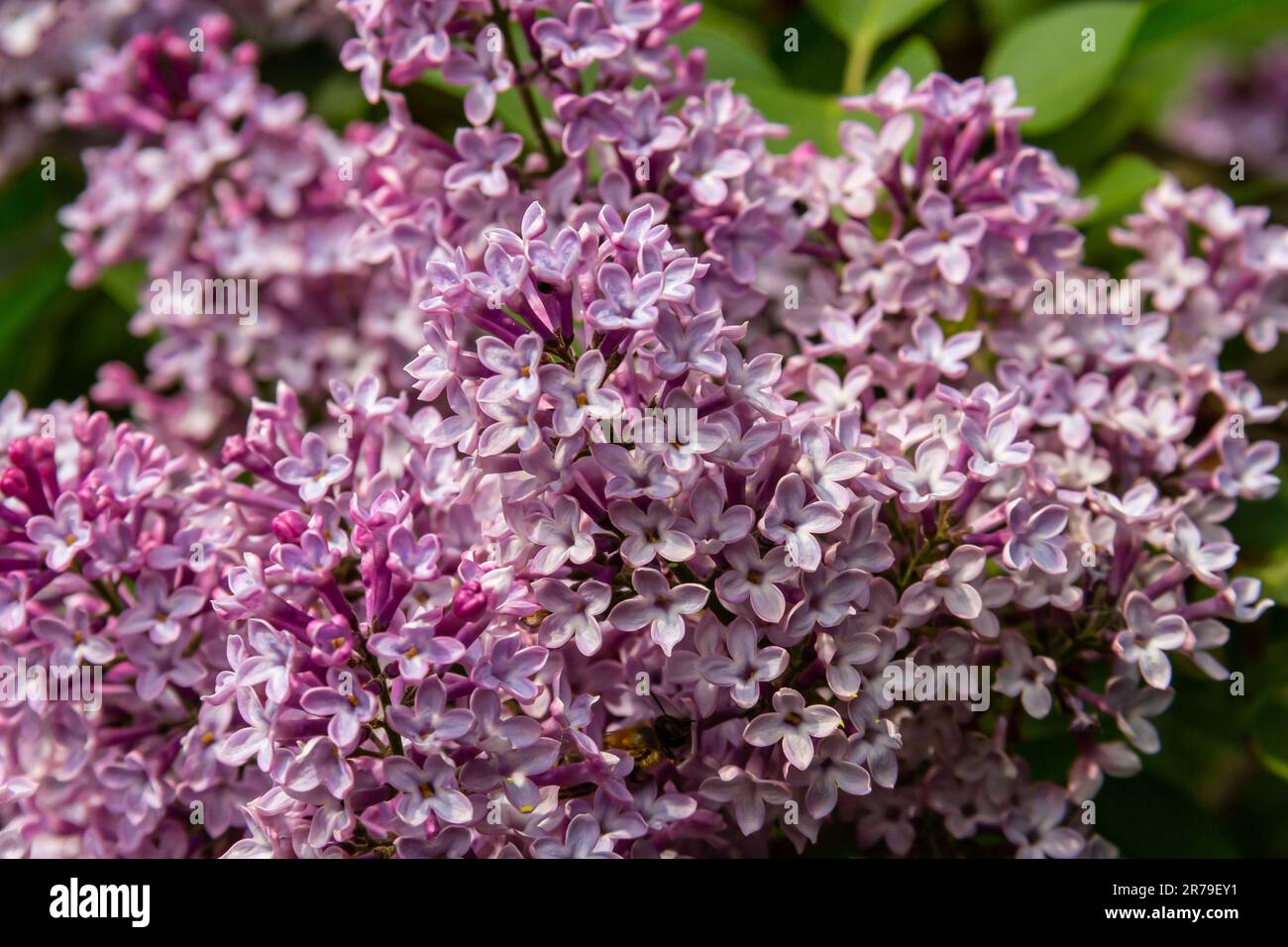 Branches with Lilac buds. Purple Syringa tree flower. Young leaves and ...