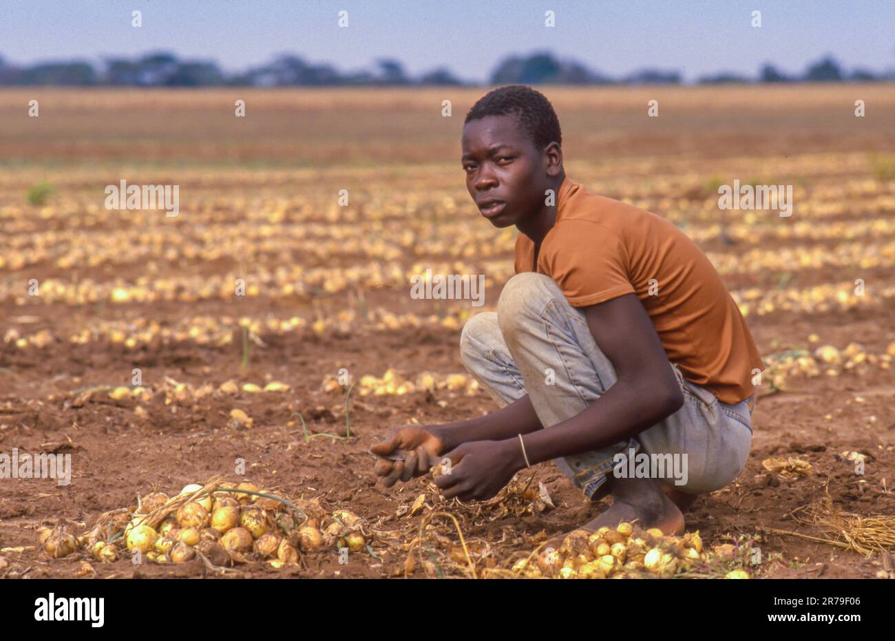 Zambia,Lusaka area. A farm worker harvests onions Stock Photo - Alamy