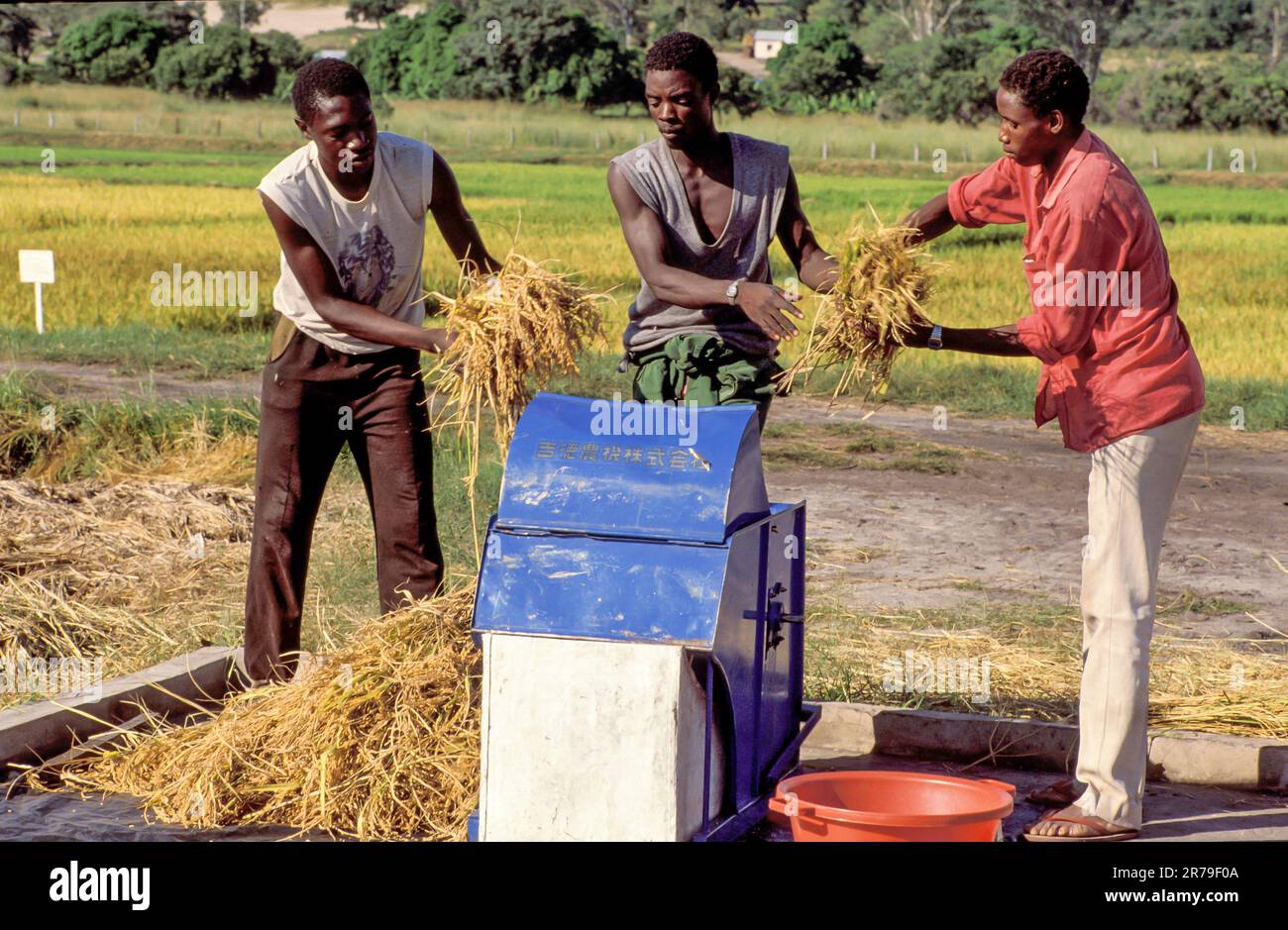 Zambia, Western province. After the rice harvest workers are using a ...