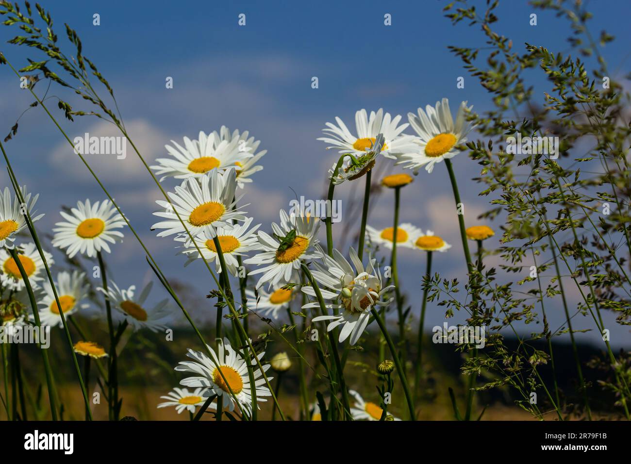 Wild daisy flowers growing on meadow, white chamomiles. Oxeye daisy ...