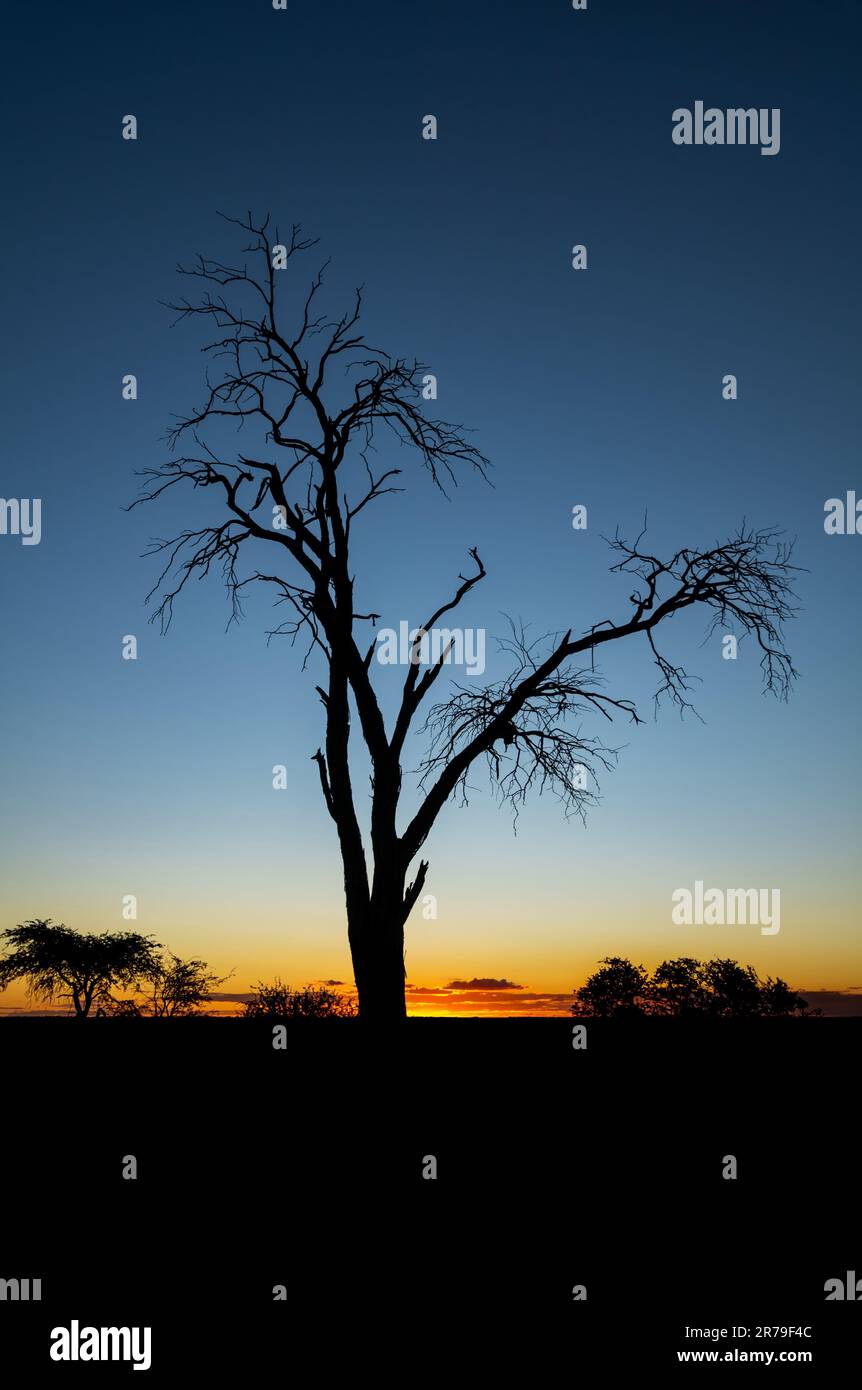 Dawn in the Kalahari savannah, Southern Africa Stock Photo - Alamy