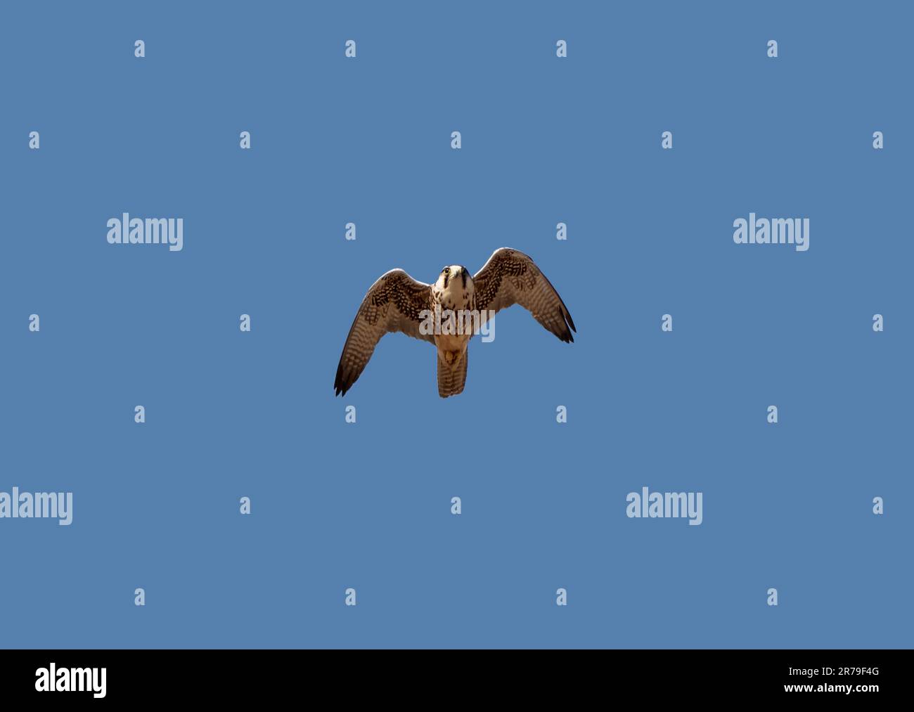 Savannah falcon hi-res stock photography and images - Alamy