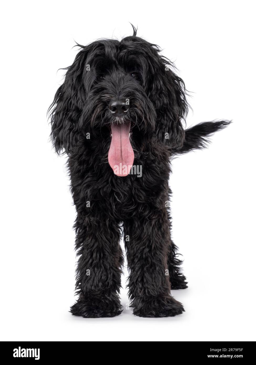 Cute black Labradoodle, standing facing front. Looking straight to ...