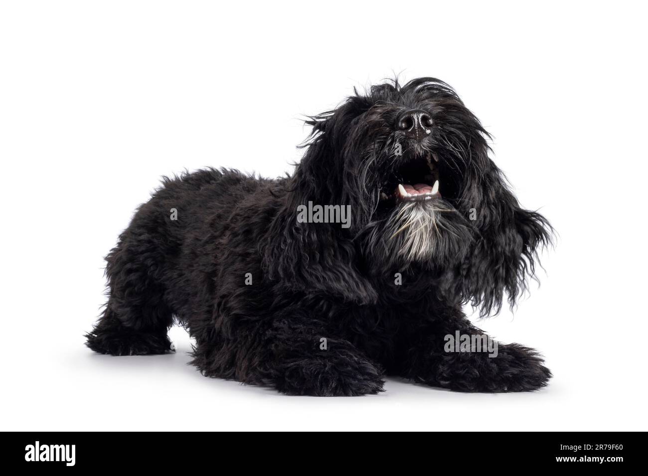 Cute black Labradoodle, laying half down in game attitude ready to play ...