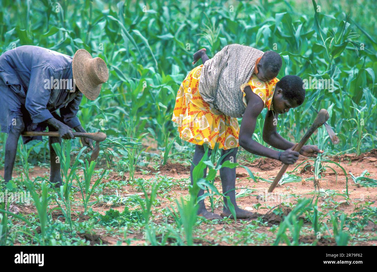 Zimbabwe agriculture hi-res stock photography and images - Alamy