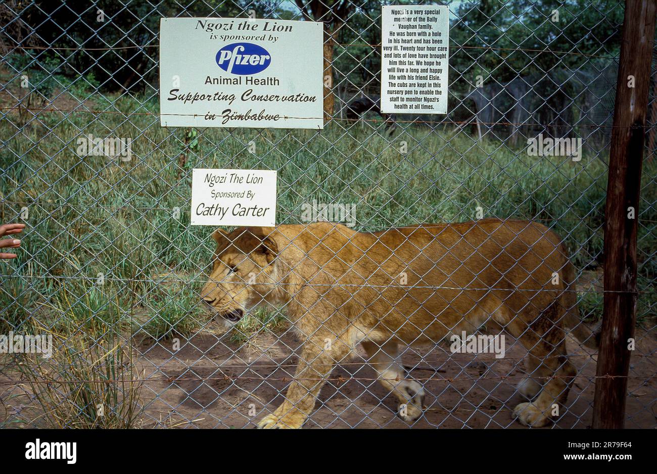 Zimbabwe, Harare zoo displays Ngozi the Lion, sponsored by Pfizer Stock ...