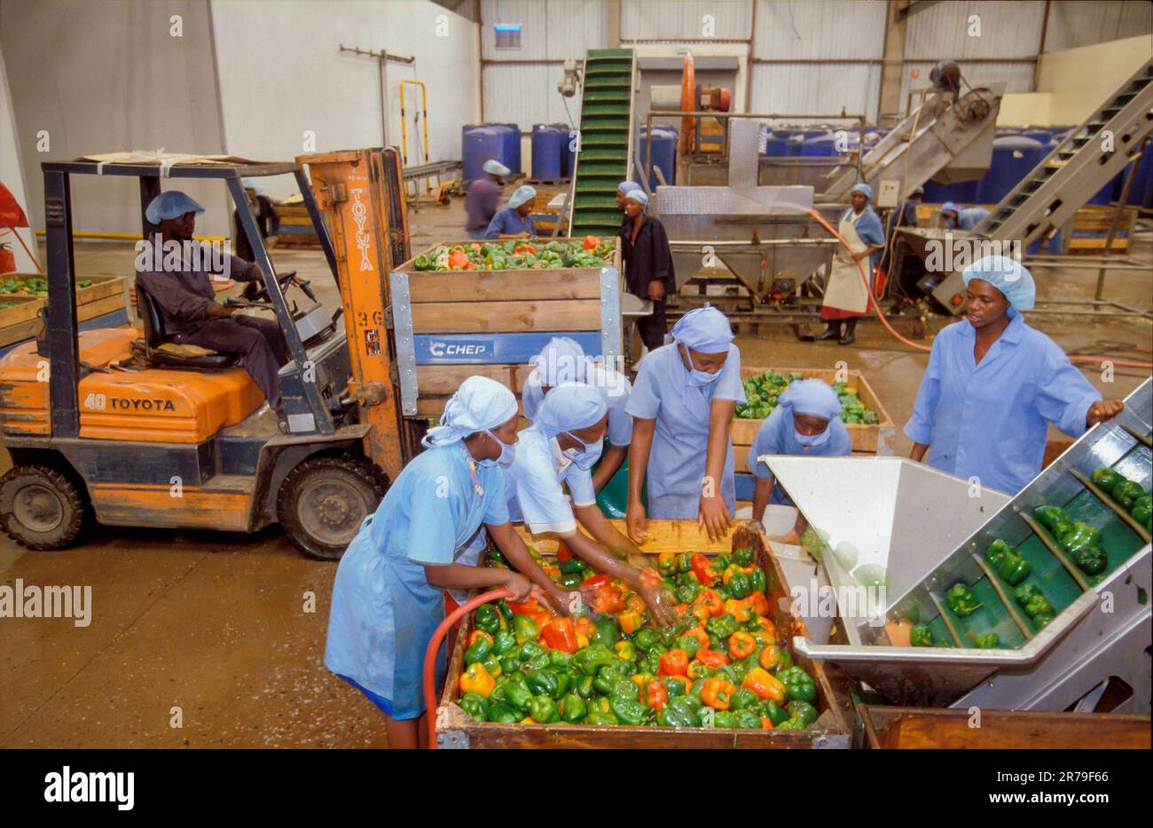 Zimbabwe, Harare. Employees of the Fresca factory washing peppers Stock ...