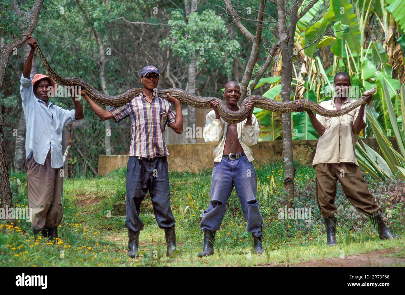 Zimbabwe, Harare. Catching a python (75 kilograms in weight, 6 meters ...