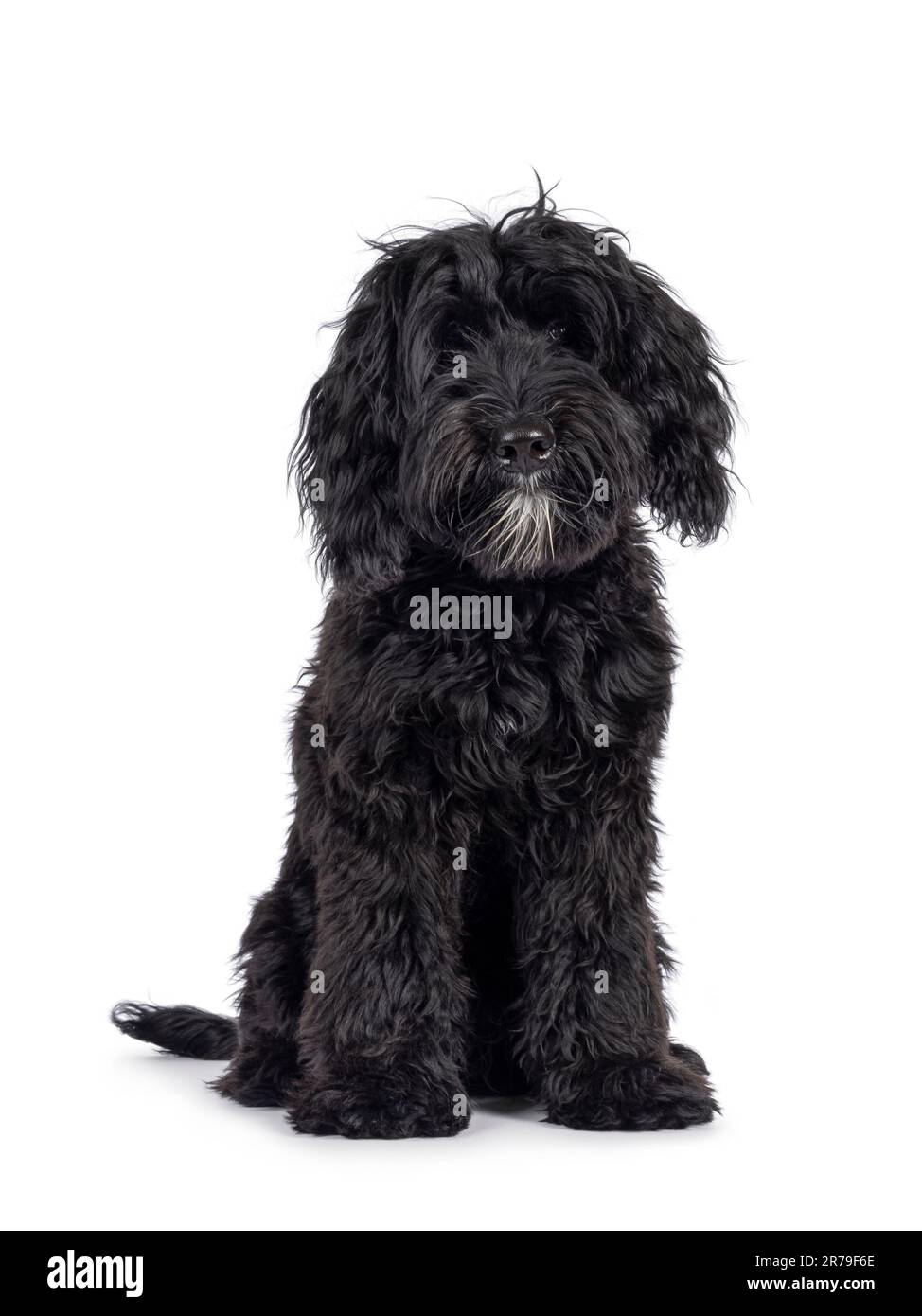 Cute black Labradoodle, sitting up facing front. Looking straight to ...