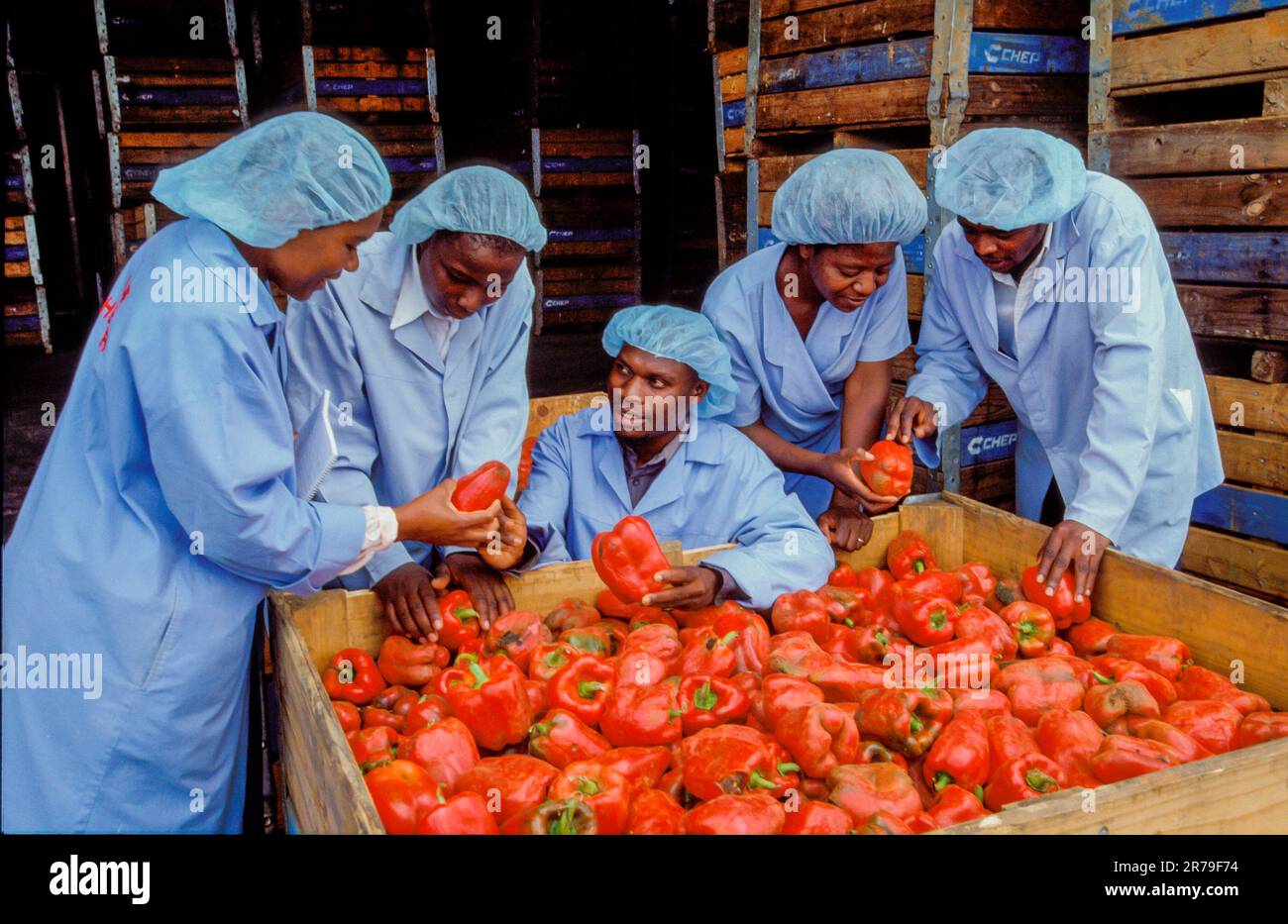 Zimbabwe, Harare. Employees check the peppers ,brought in by farmers ...