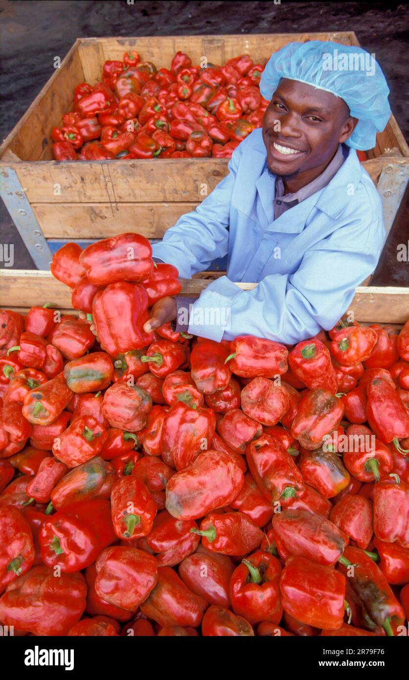 Zimbabwe, Harare. Employees check the peppers ,brought in by farmers ...