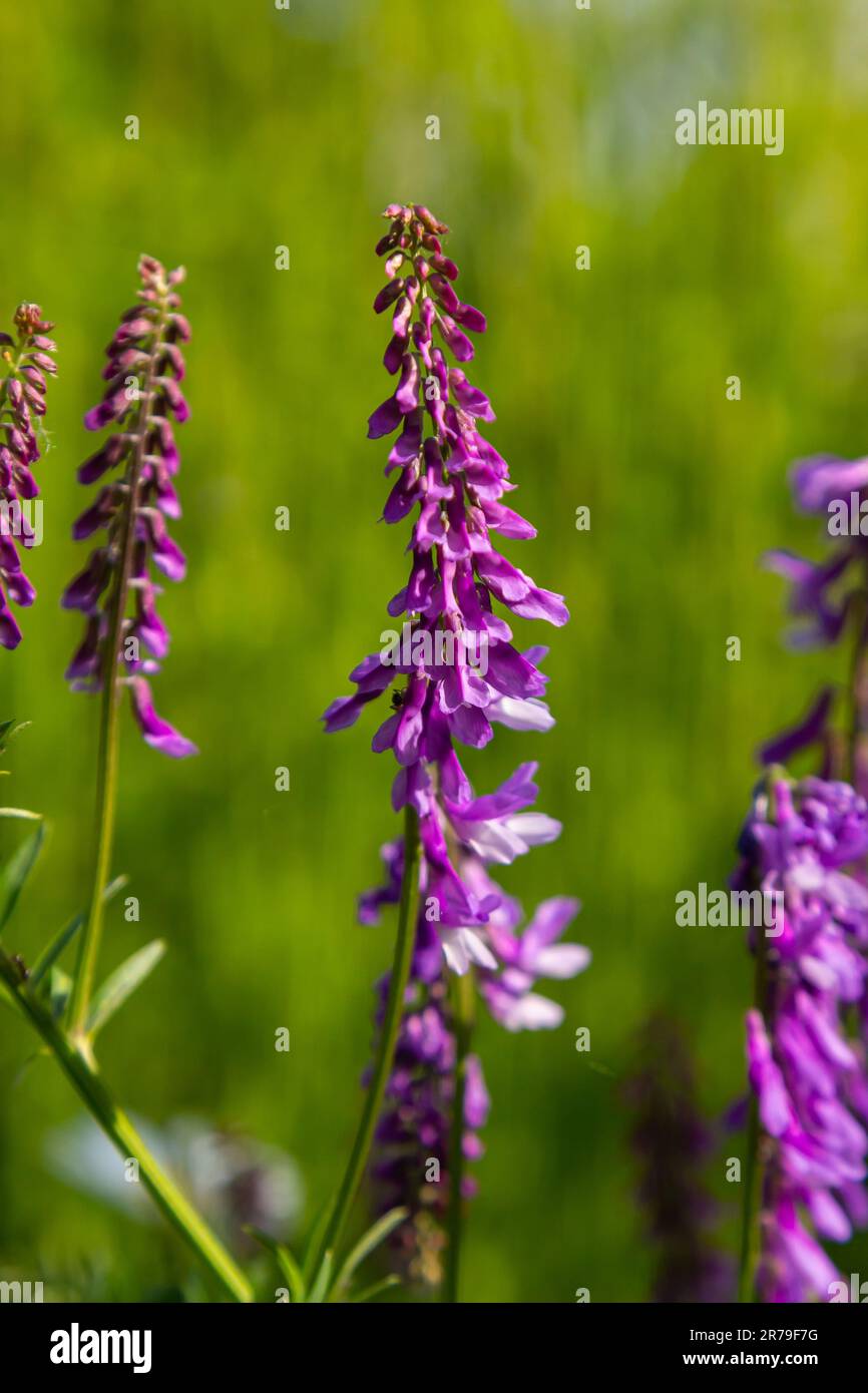 Vetch, vicia cracca valuable honey plant, fodder, and medicinal plant ...