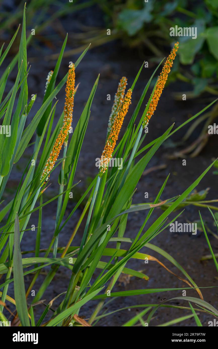 Shortawn foxtail hi-res stock photography and images - Alamy
