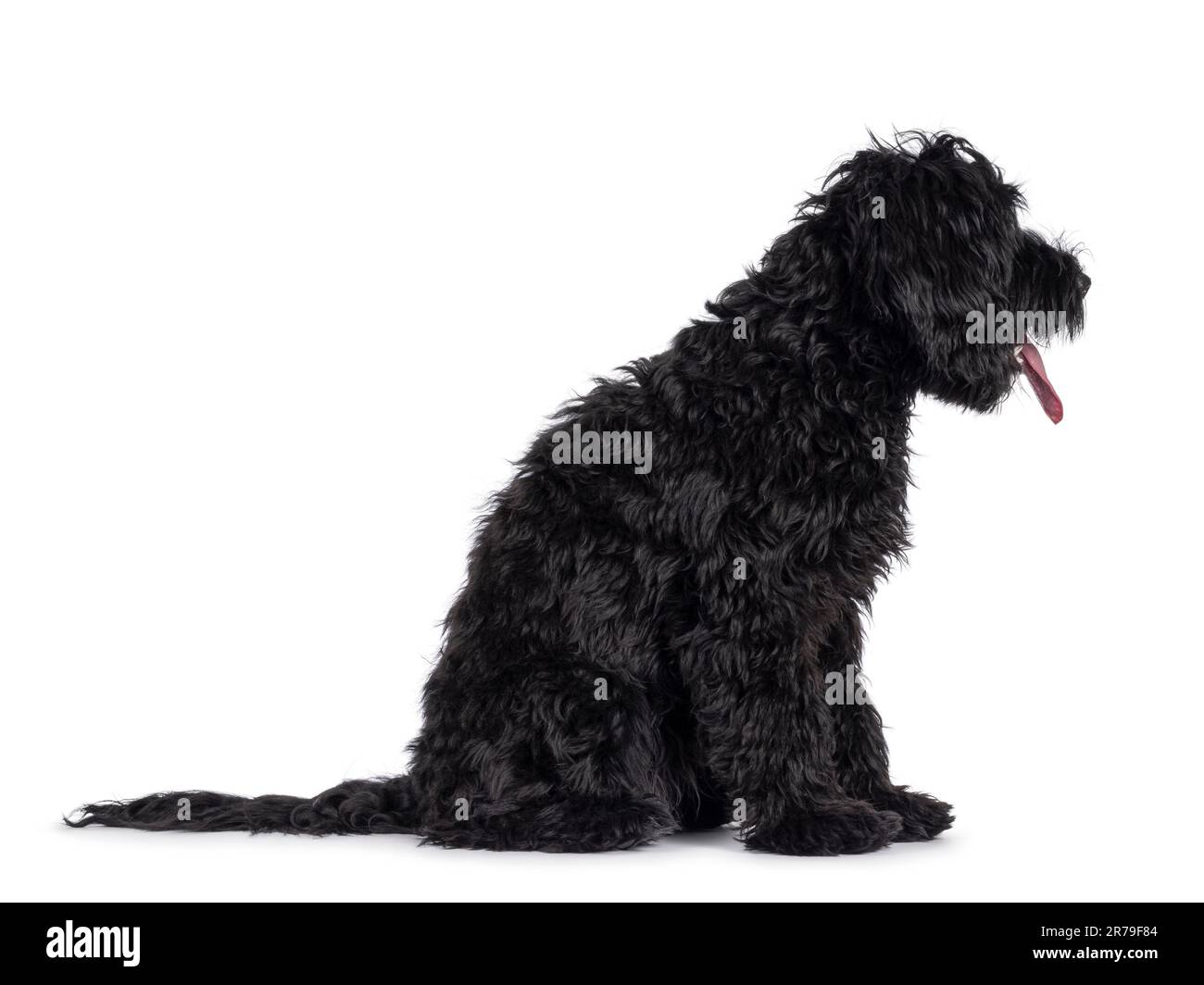 Cute black Labradoodle, sitting side ways. Looking side ways, away from ...