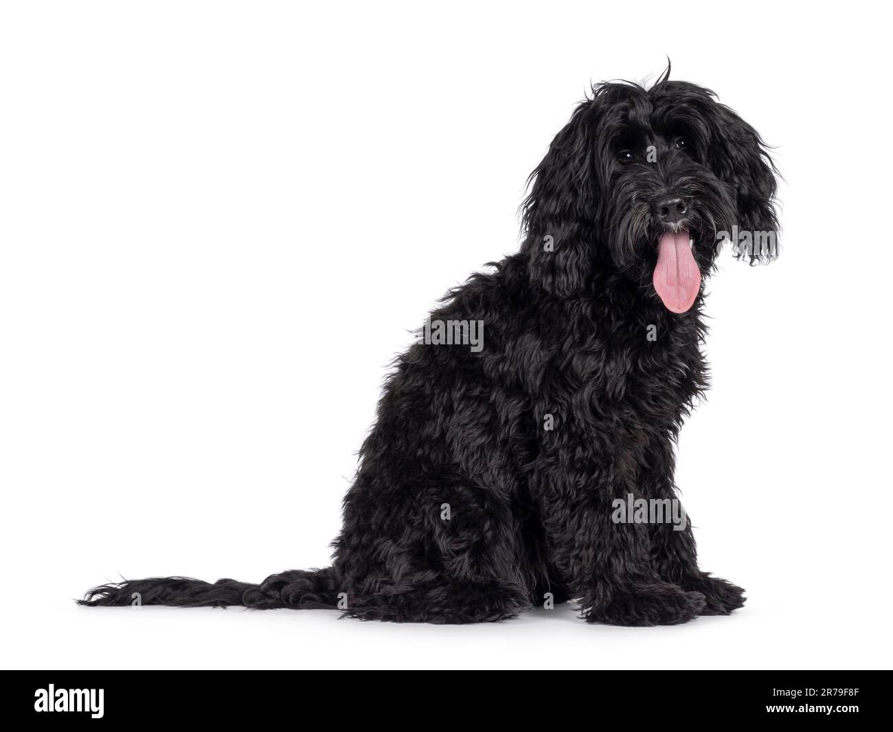 Cute black Labradoodle, sitting side ways. Looking straight to camera ...
