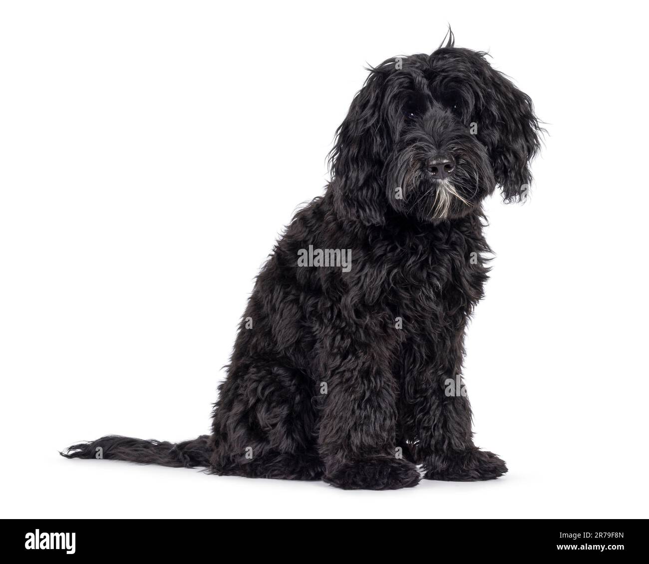 Cute black Labradoodle, sitting side ways. Looking straight to camera ...