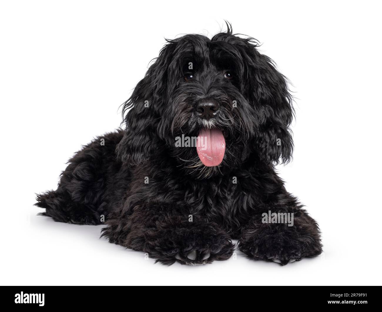 Cute black Labradoodle, laying down facing front. Looking straight to ...