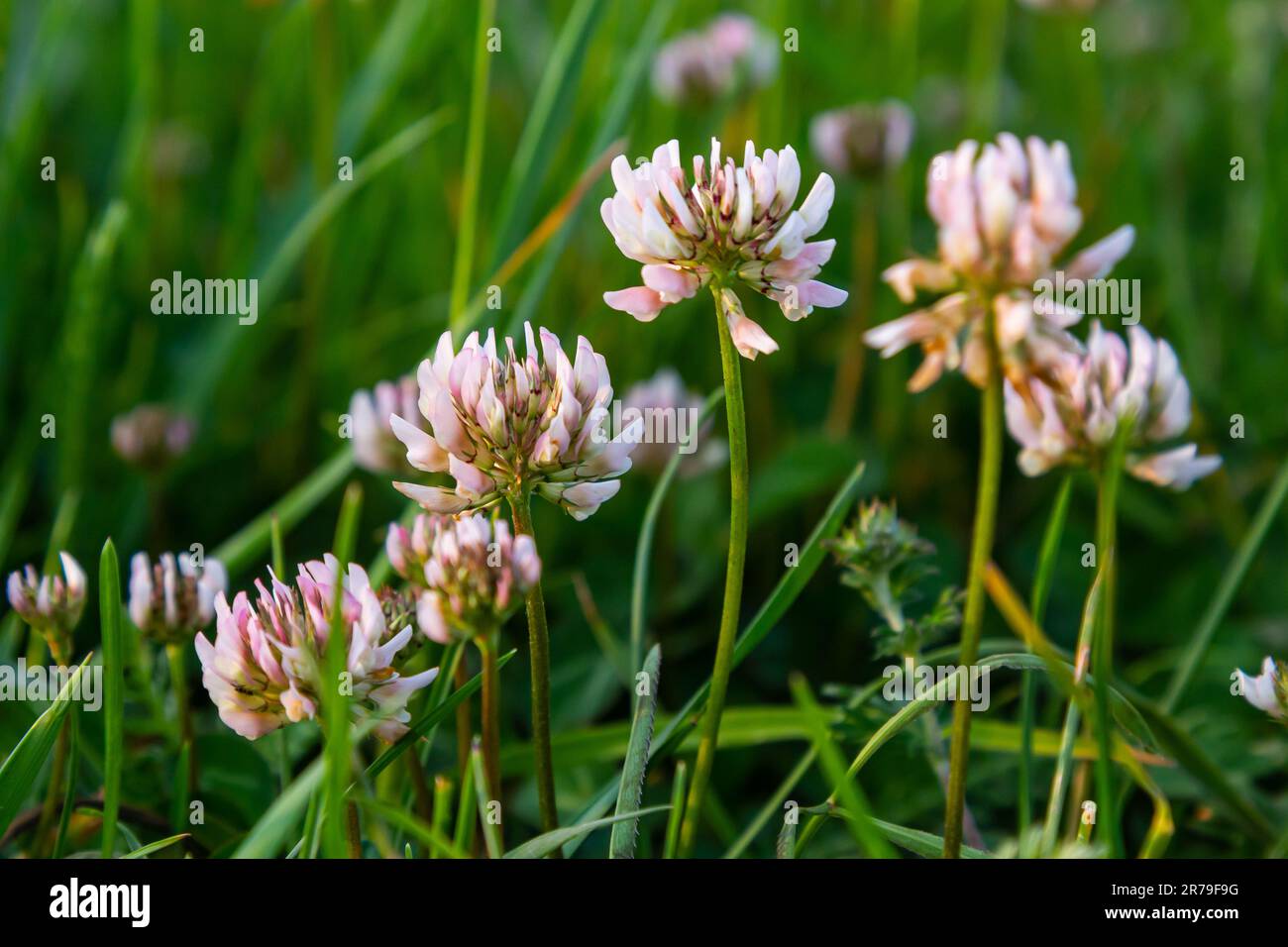 White clover flowers. Fabaceae perennial plants. April-July is the ...