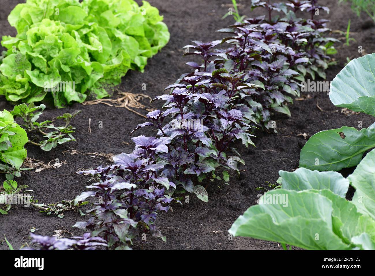Young basil sprout grow in garden bed Stock Photo - Alamy