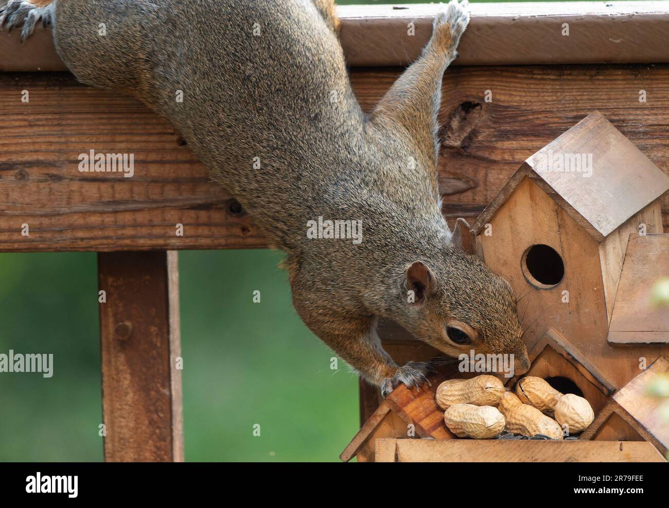 A Gray Squirrel finds food on the deck Stock Photo - Alamy