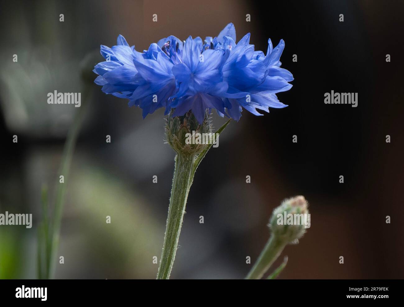 A blue Cornflower in full bloom Stock Photo - Alamy