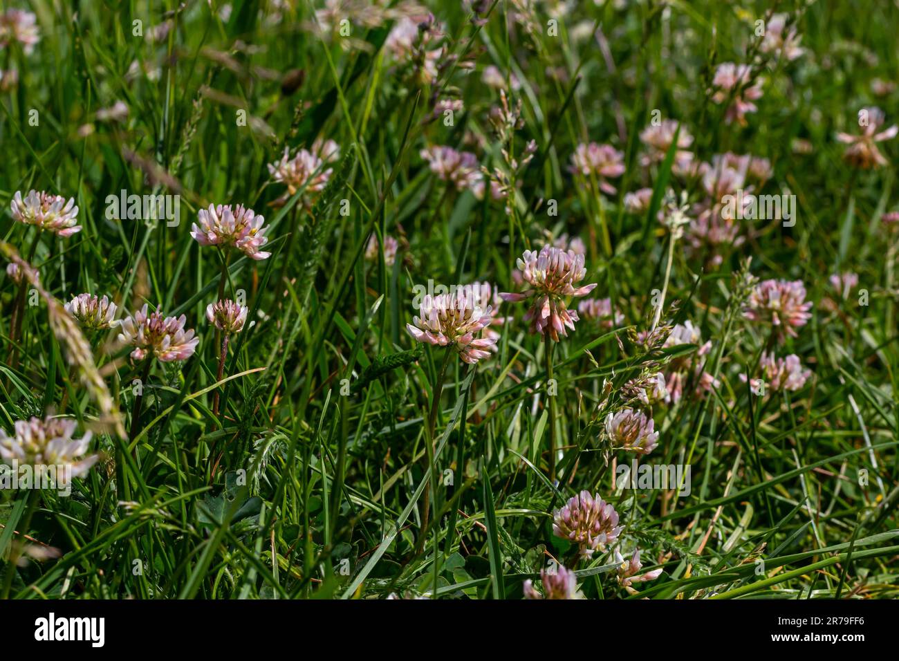 White clover flowers. Fabaceae perennial plants. April-July is the ...