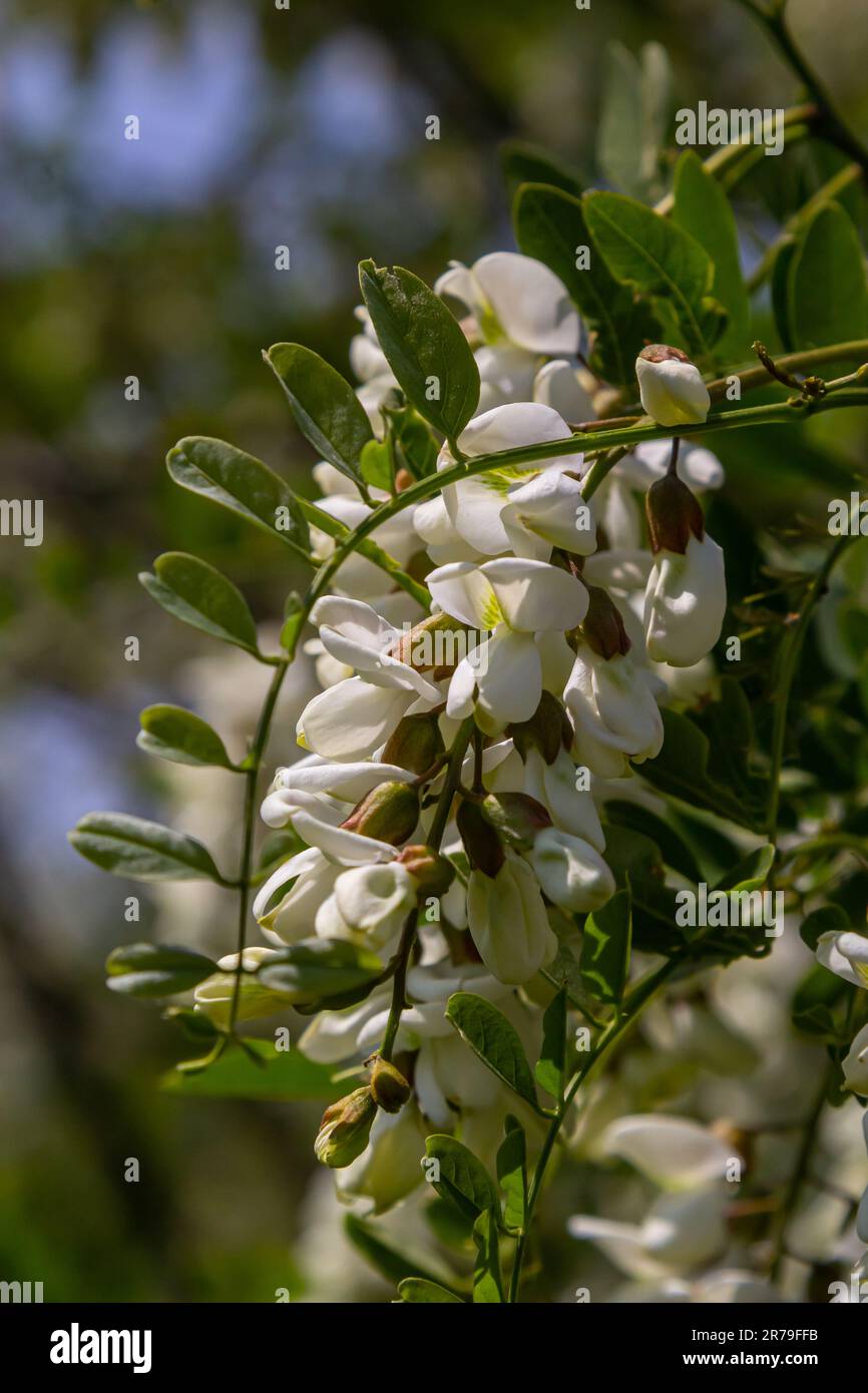 Honey locust tree bean hi-res stock photography and images - Alamy