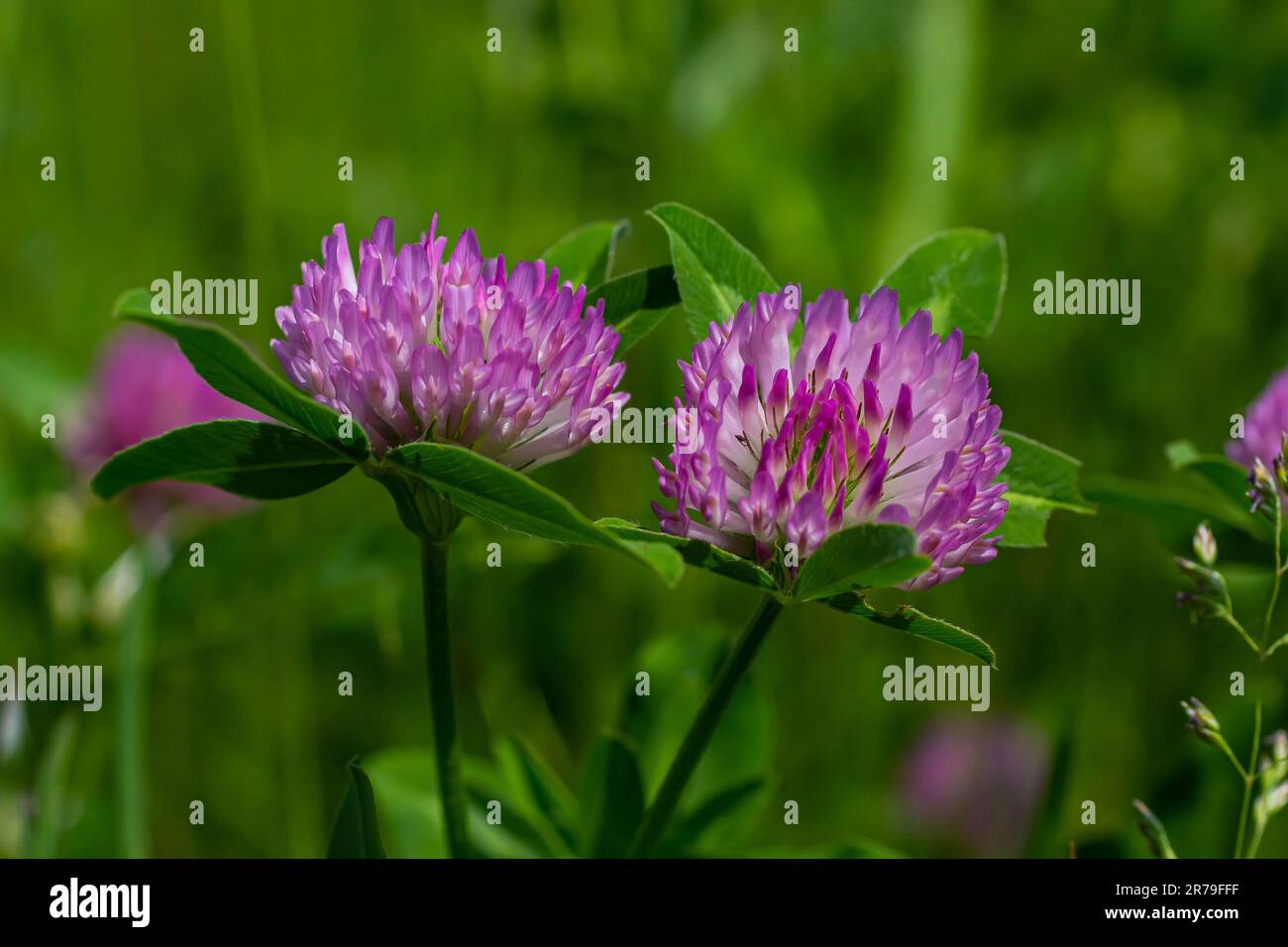 Trifolium pratense, red clover. Collect valuable flowers fn the meadow ...