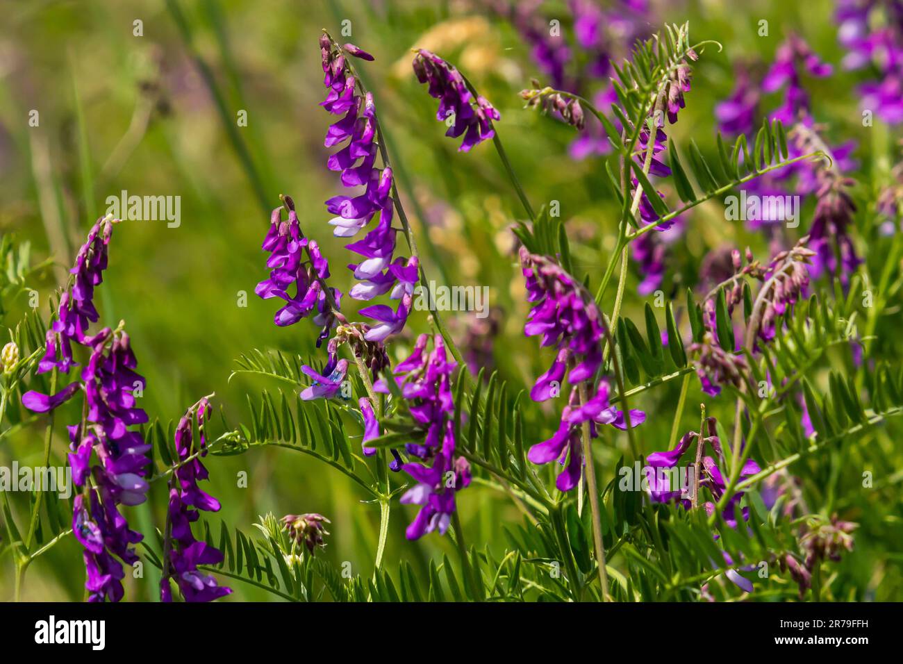Vetch, vicia cracca valuable honey plant, fodder, and medicinal plant ...
