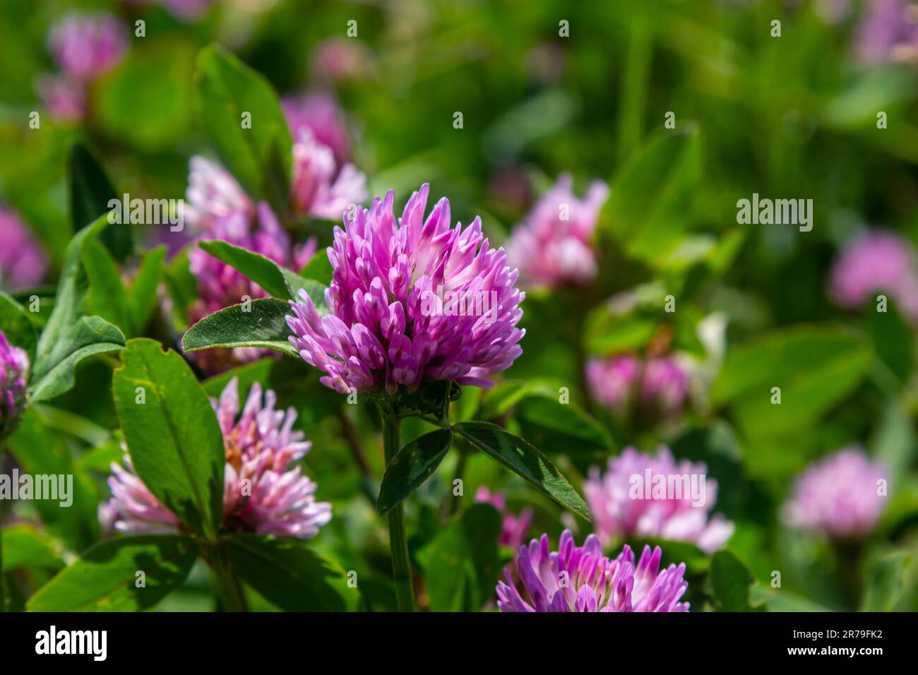 Trifolium pratense, red clover. Collect valuable flowers fn the meadow ...