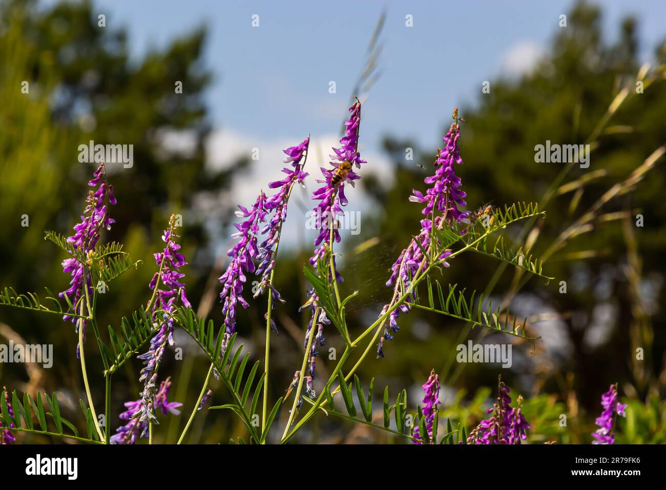 Vetch, vicia cracca valuable honey plant, fodder, and medicinal plant ...