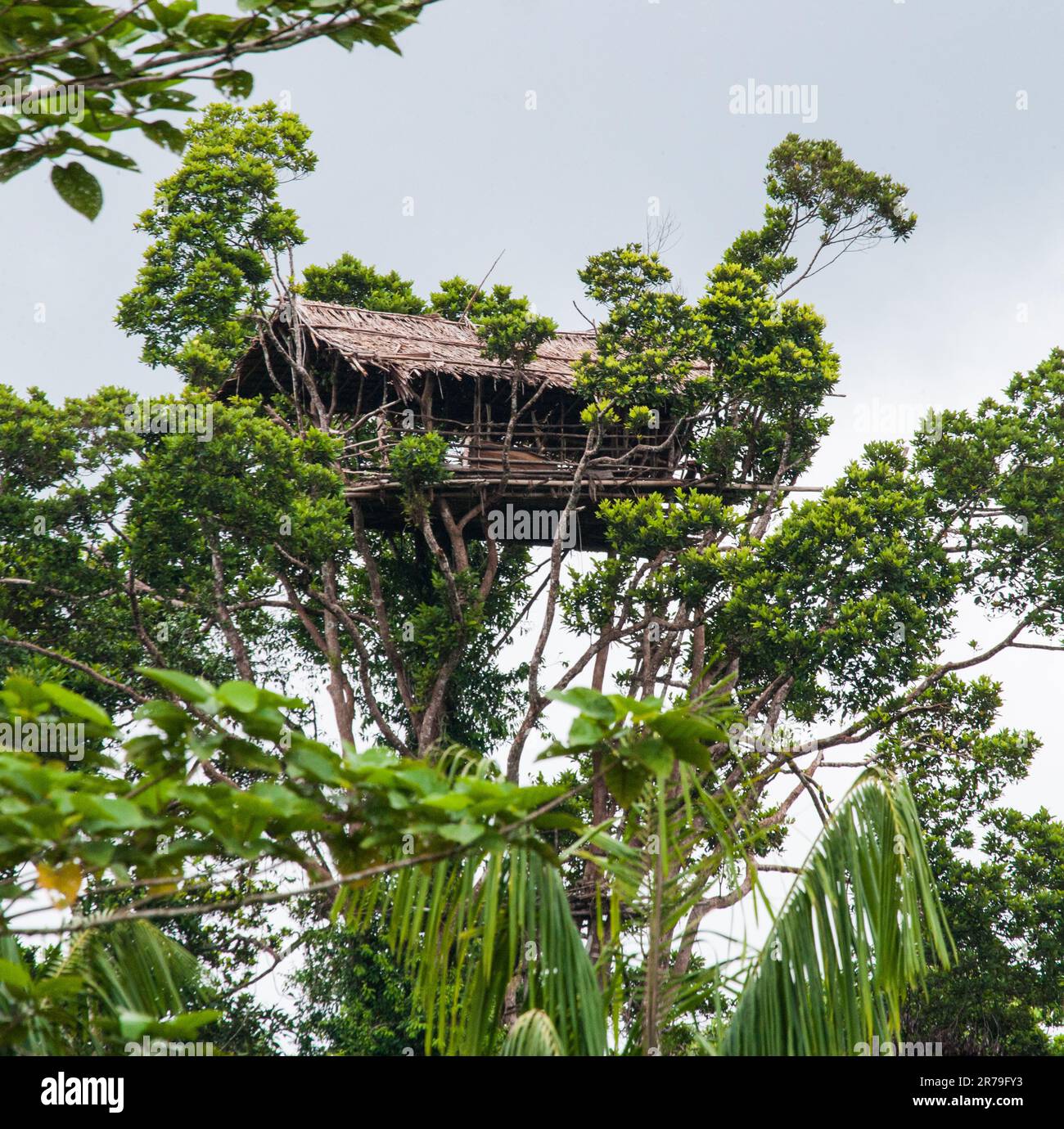 Korowai tree house hi-res stock photography and images - Alamy
