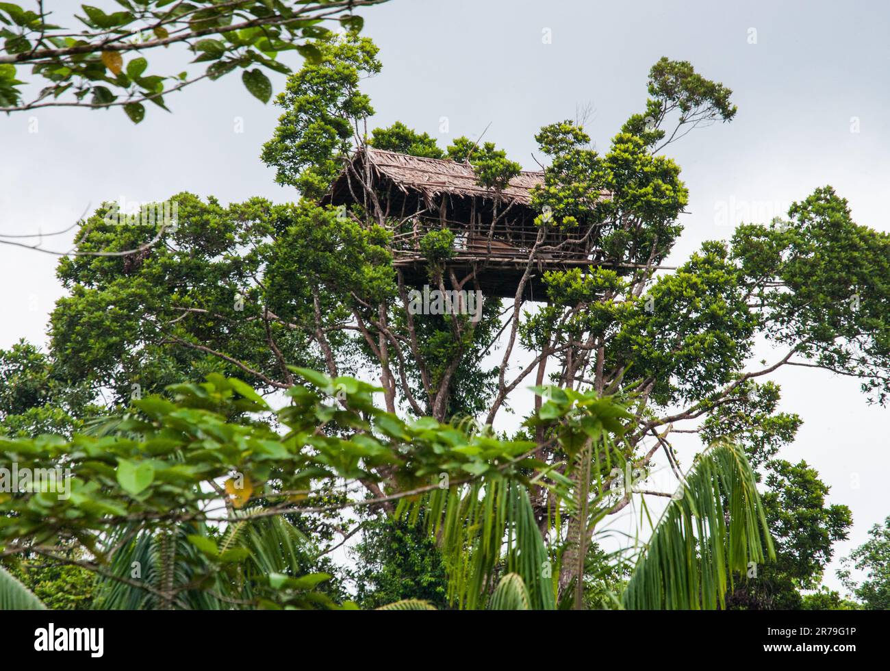 Korowai tree house hi-res stock photography and images - Alamy